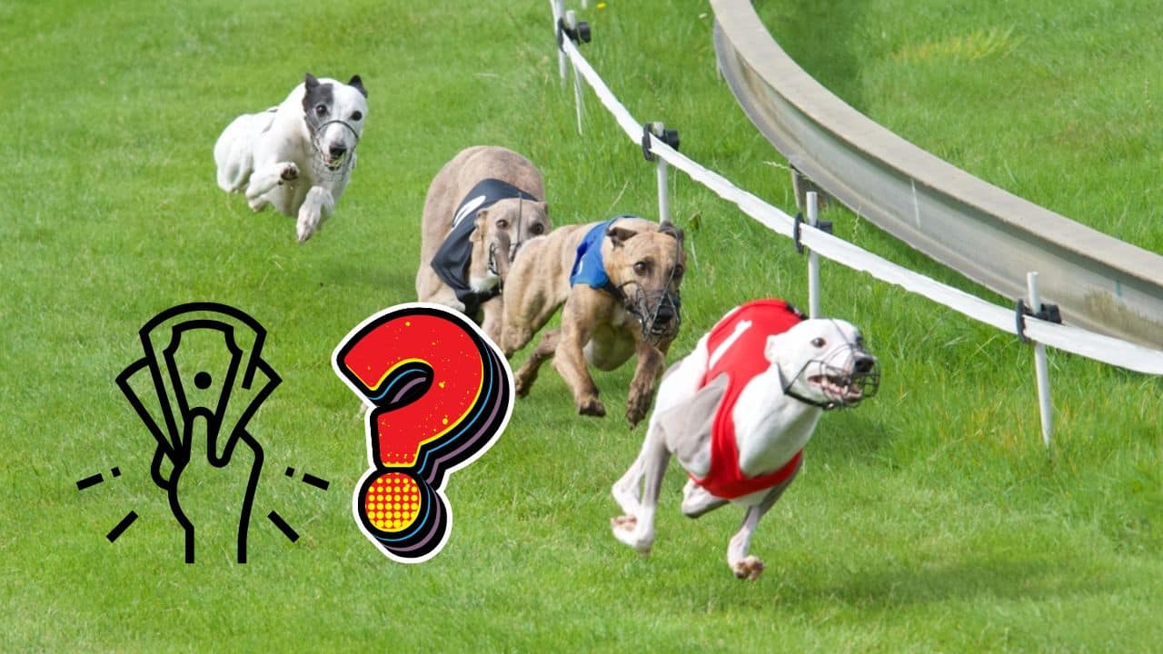 Kako se kladiti na trke pasa - kladomat.com